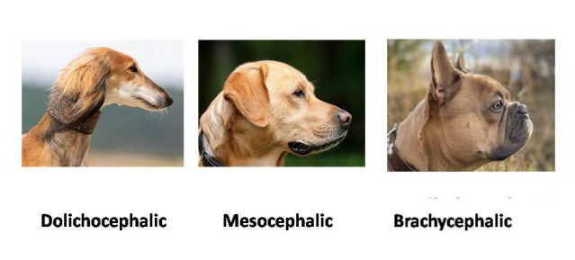 Does a Dog's Head Shape Predict How Smart It Is? | Psychology Today